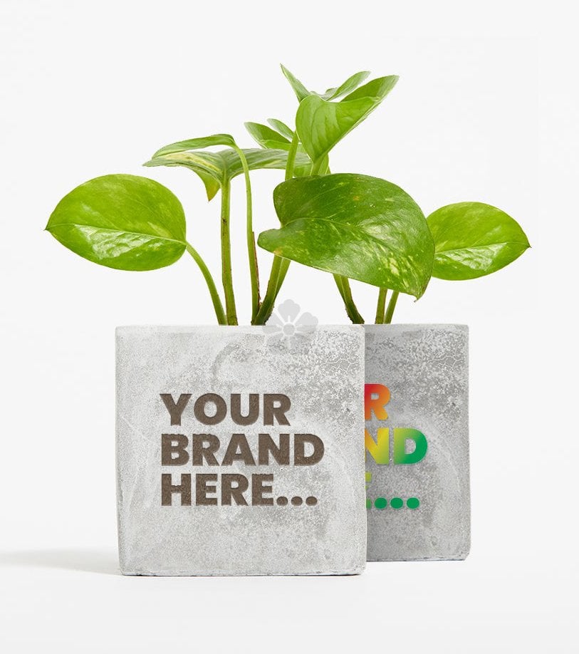 Promotional Clay Pot Garden, Personalised by MoJo Promotions